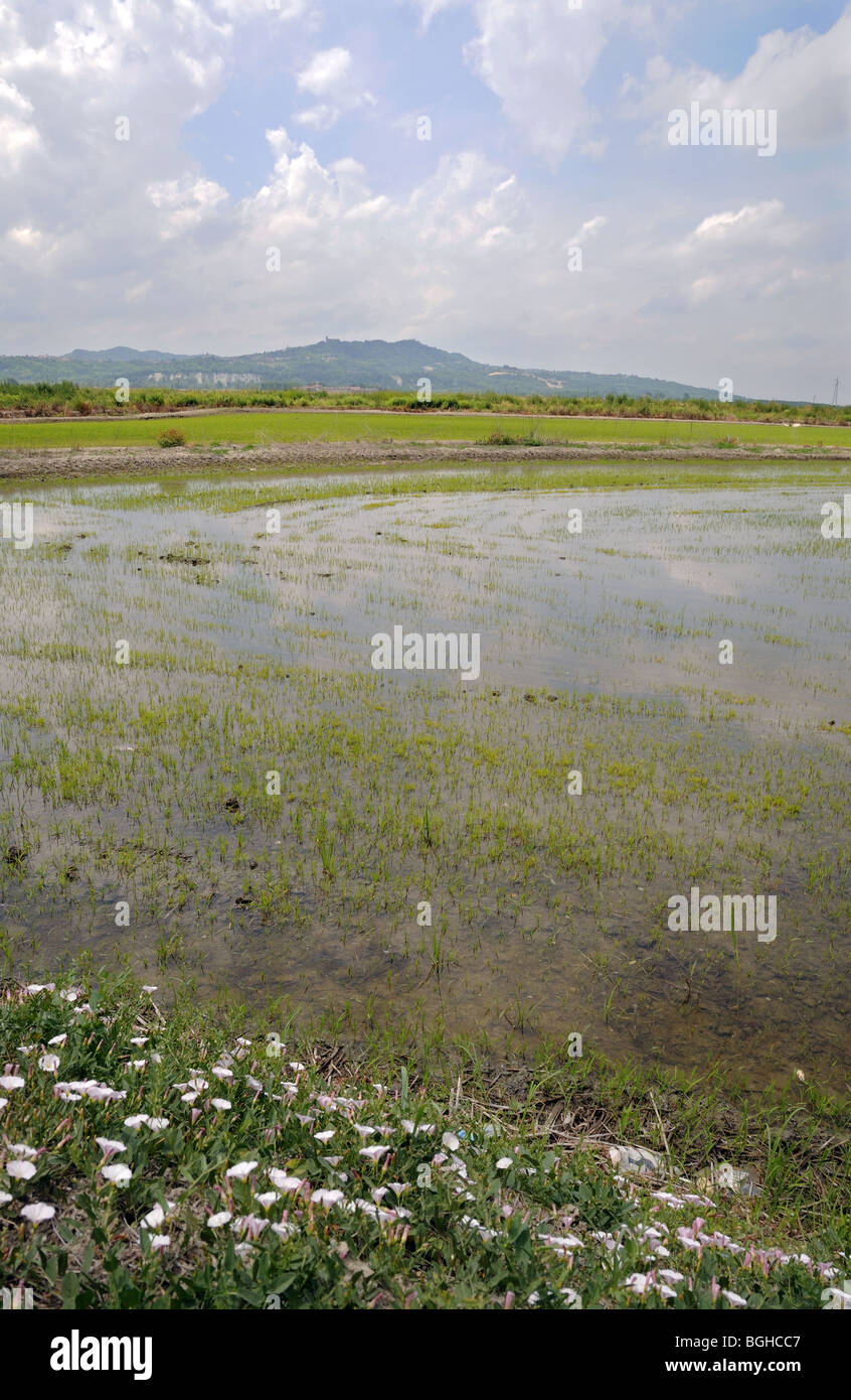 Rice paddy fields with green rice stalks showing through water south ...