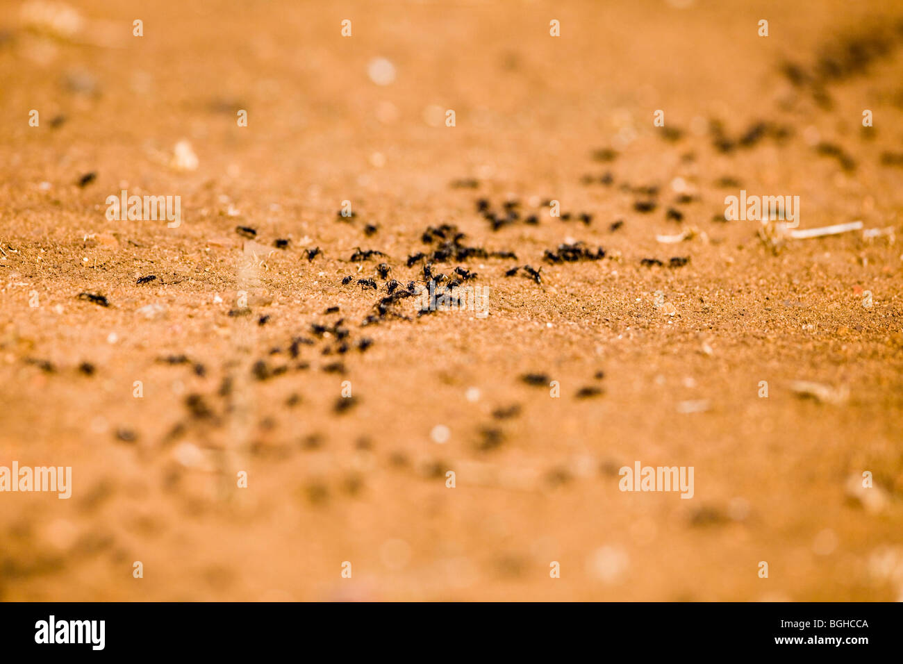 Column of ants Stock Photo - Alamy
