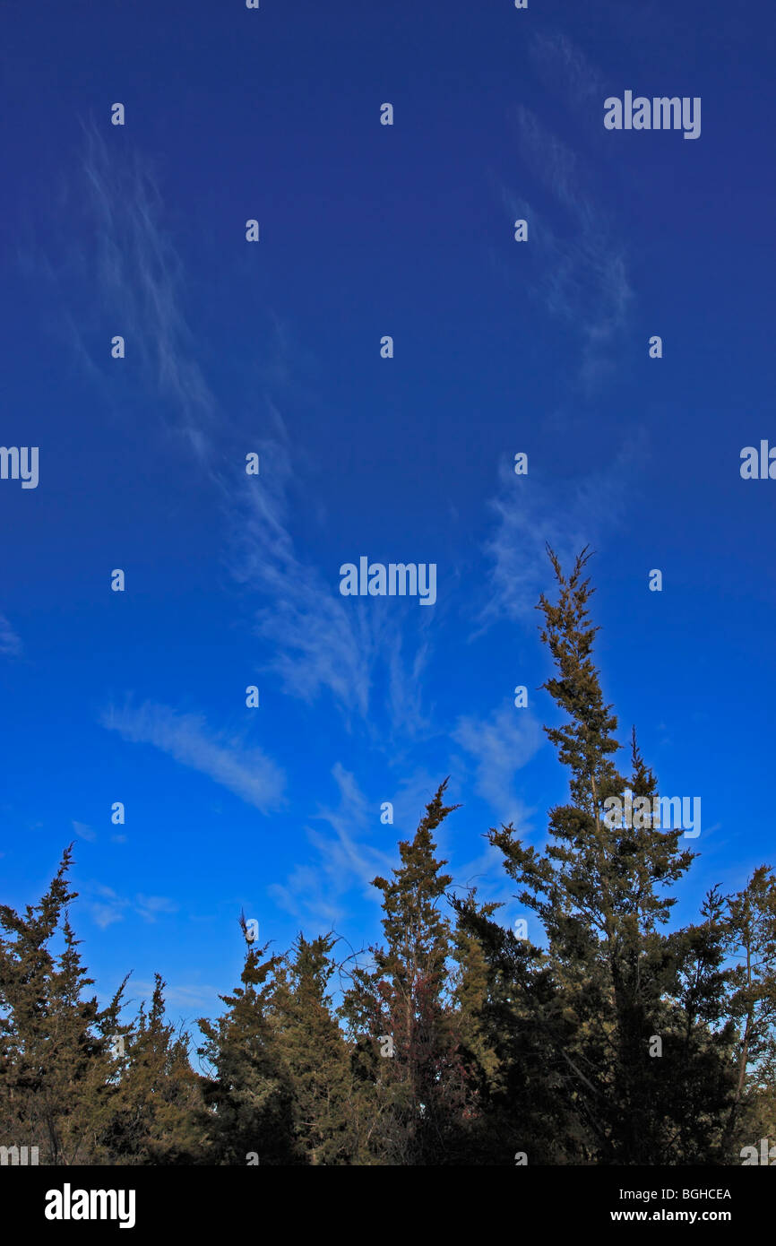 Wispy trees hi-res stock photography and images - Alamy