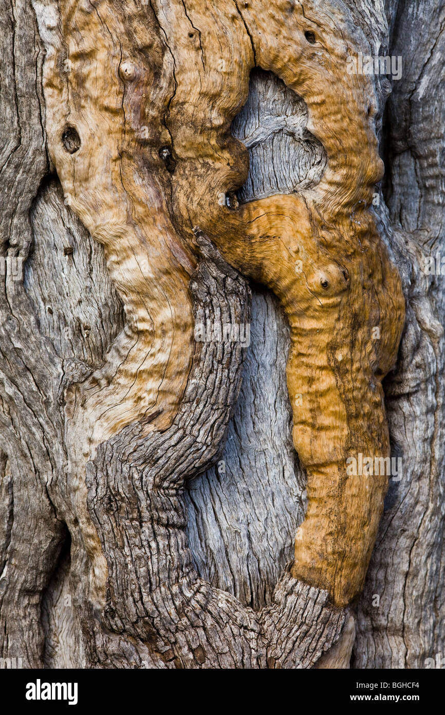 Combretum hi-res stock photography and images - Alamy