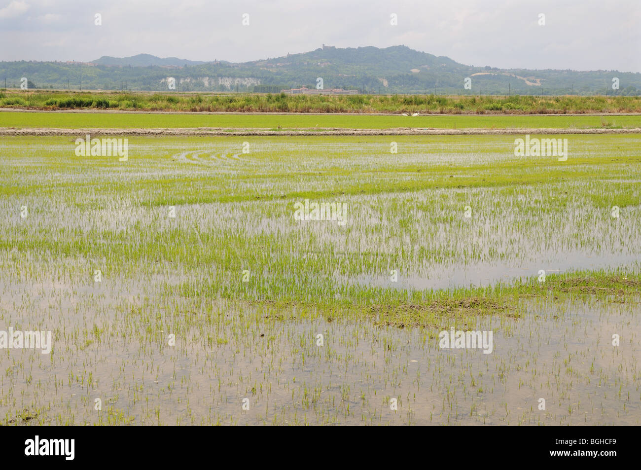 Rice paddy fields with green rice stalks showing through water south ...