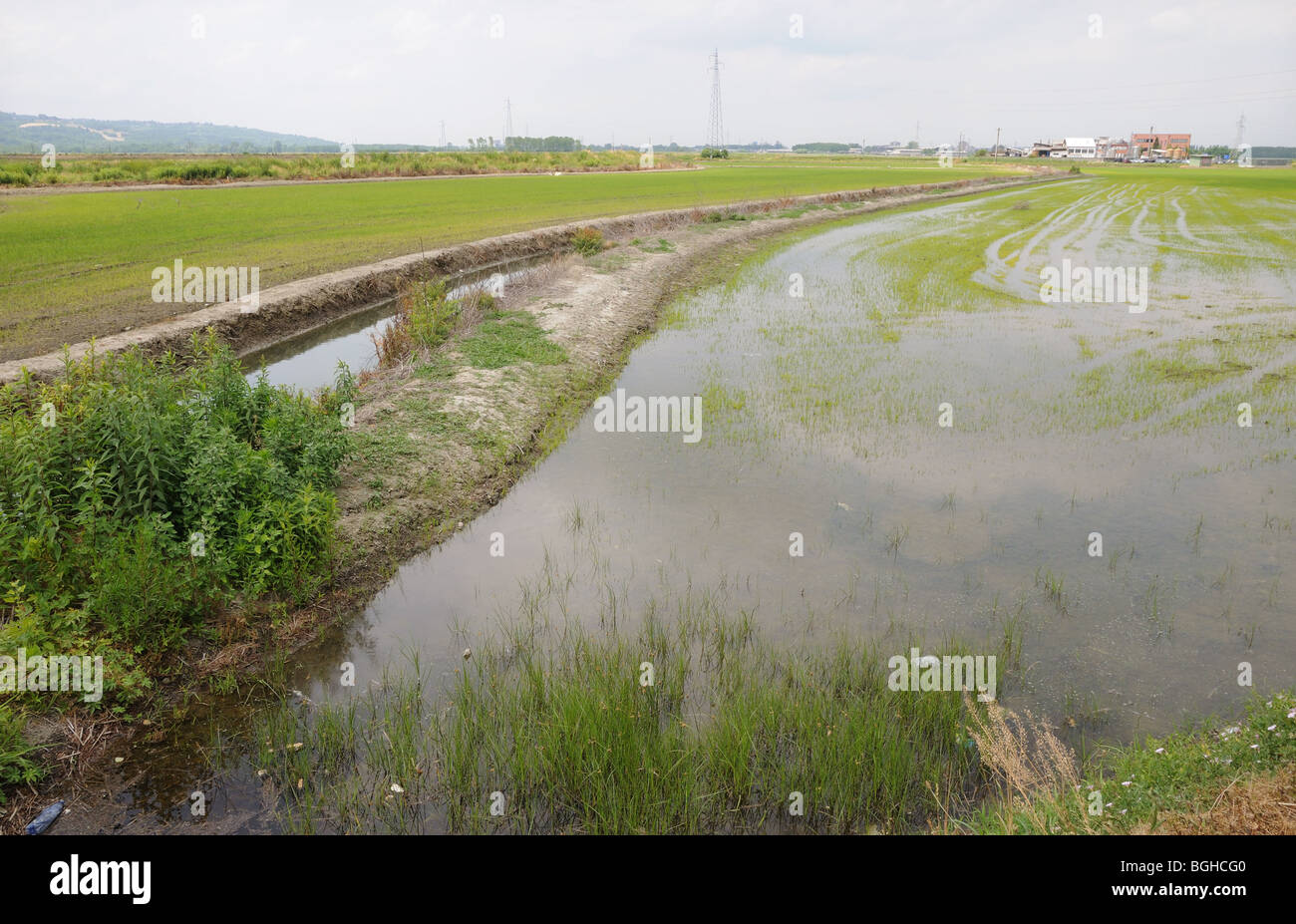 Rice paddy fields and irrigation ditch with green rice stalks showing ...