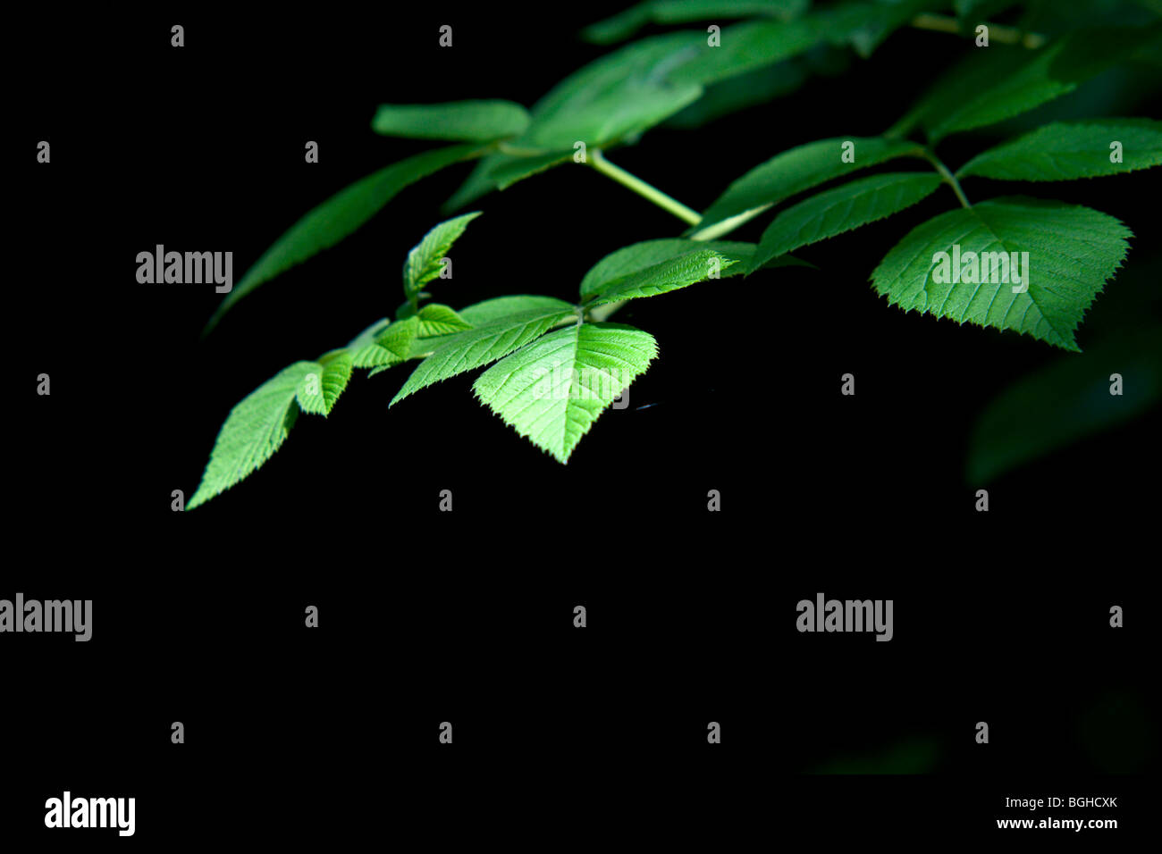 Sunlight on leaves Stock Photo - Alamy