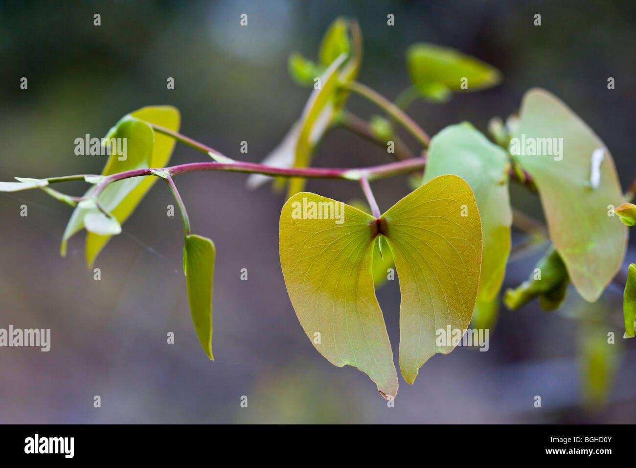 Mopani tree hi-res stock photography and images - Alamy