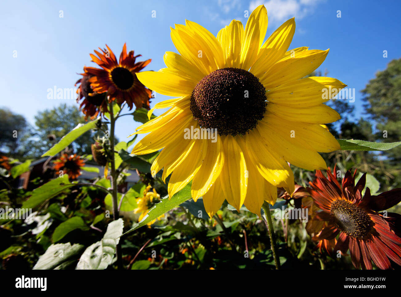Full sun flower garden hi-res stock photography and images - Alamy