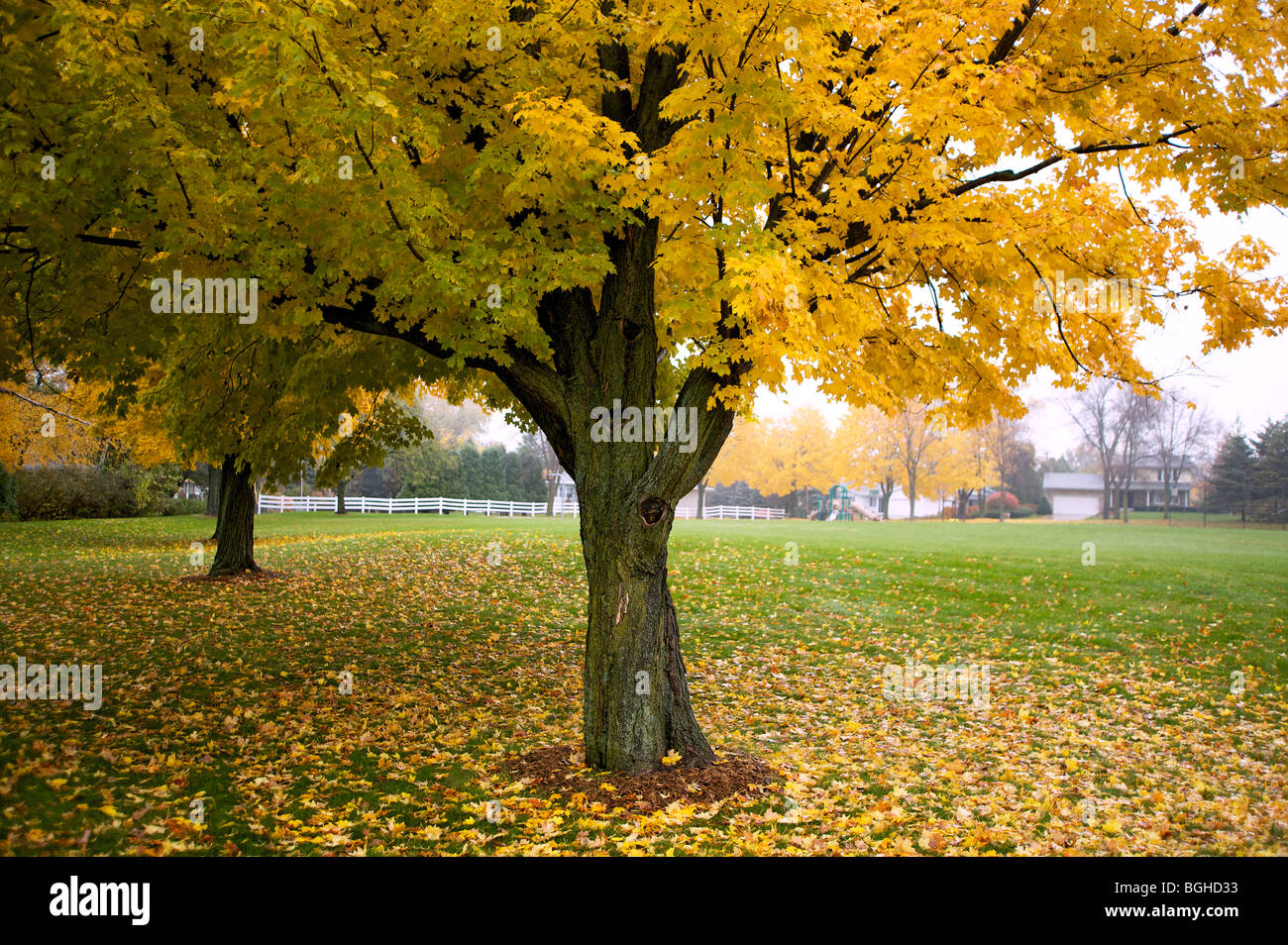 A Maple tree in full fall color in Madison, Wisconsin Stock Photo - Alamy