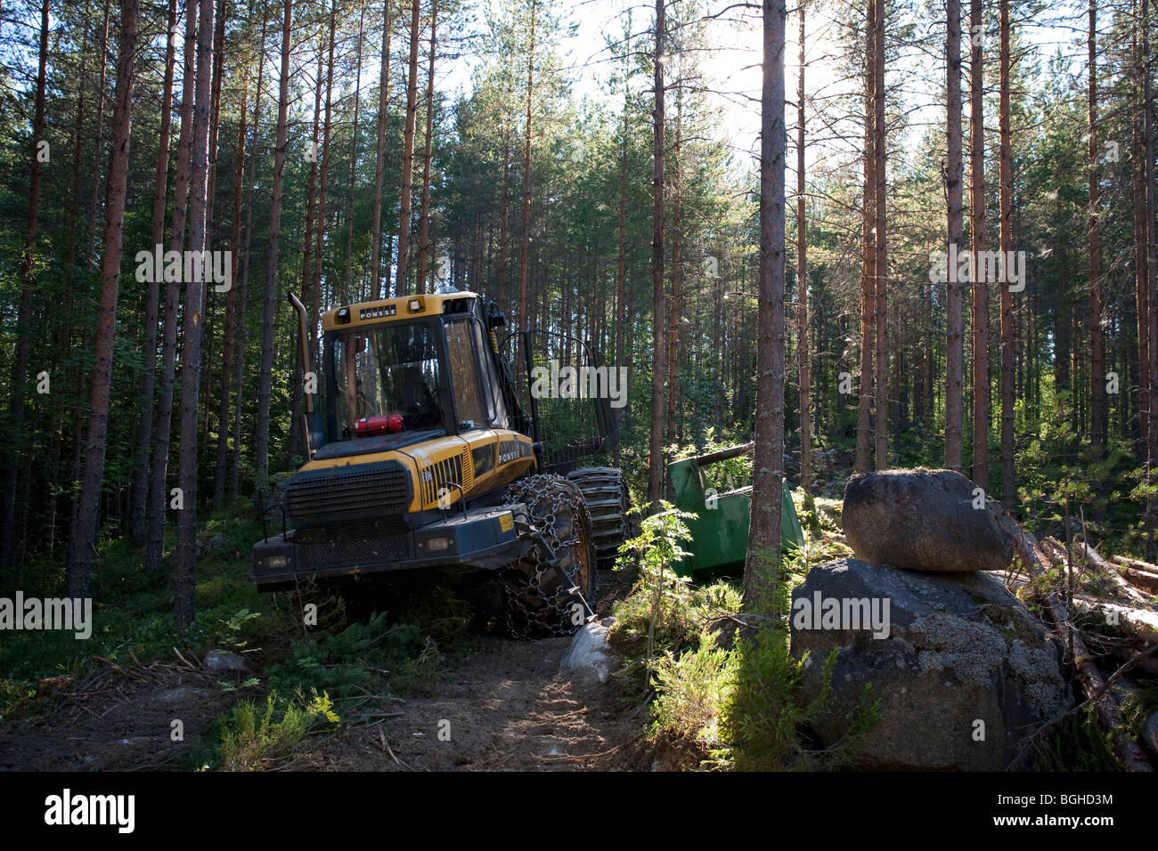 Yellow Ponsse Elk forest harvester / forwarder in the thinned young ...