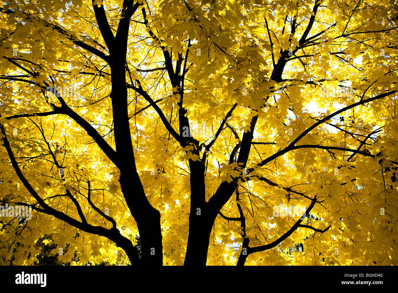 A Maple tree in full fall color in Madison, Wisconsin Stock Photo - Alamy