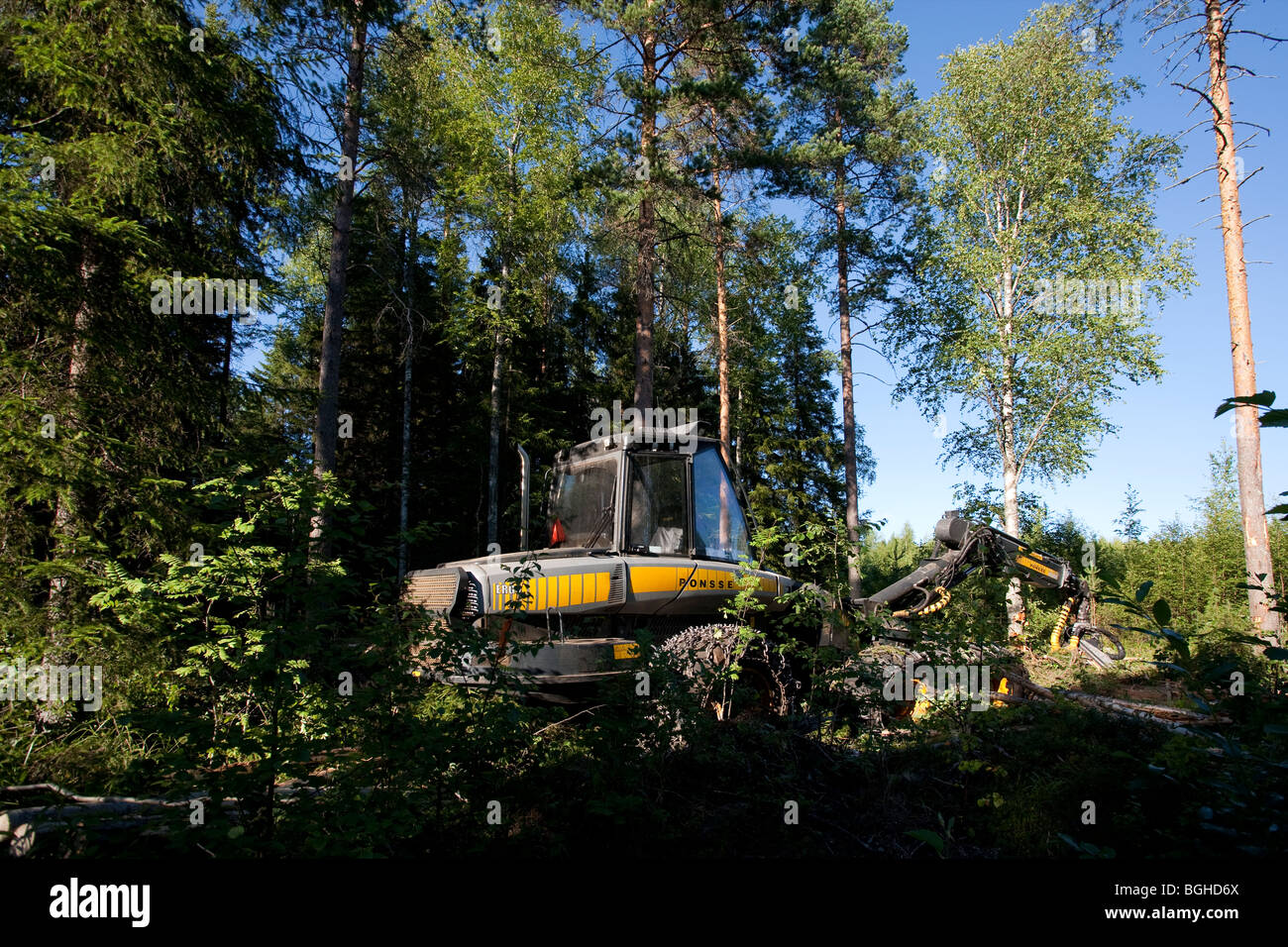 Yellow Ponsse Ergo forest harvester at felling site in Finnish ...