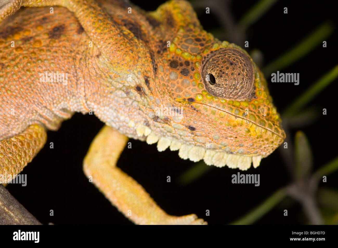Dwarf chameleons hi-res stock photography and images - Alamy