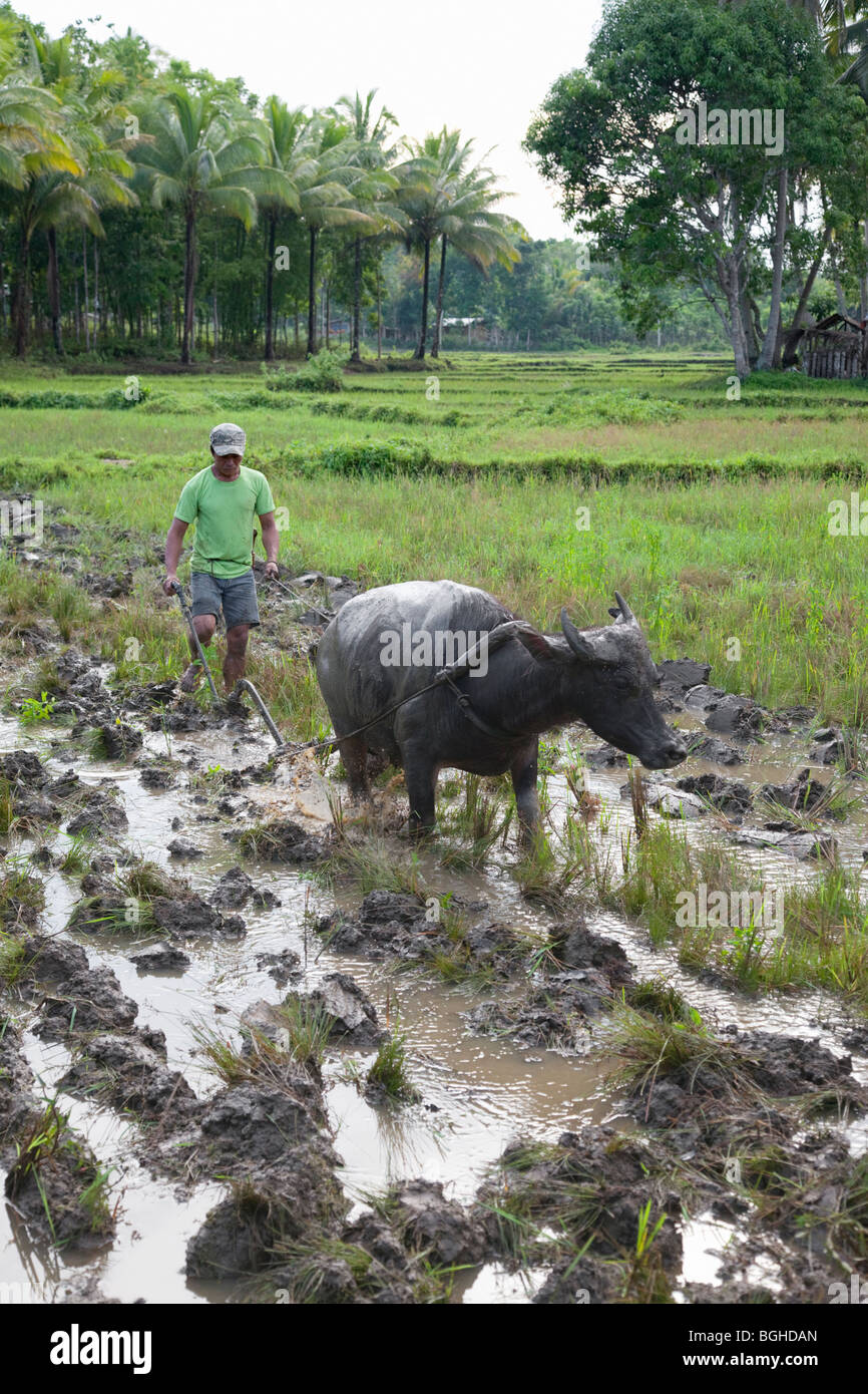 Man using water buffalo to plough rice paddy; Bohol; The Visayas ...