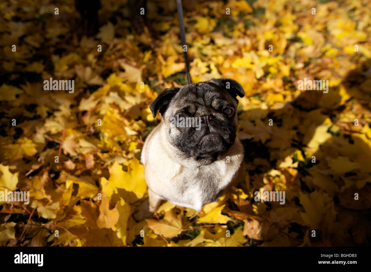 A pug puppy playing in the colorful leaves that have fallen from a tree ...