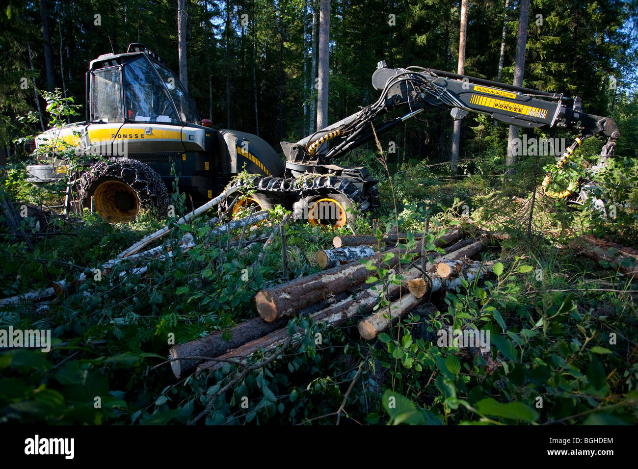 Side profile of a yellow Ponsse Ergo forest harvester at felling site ...