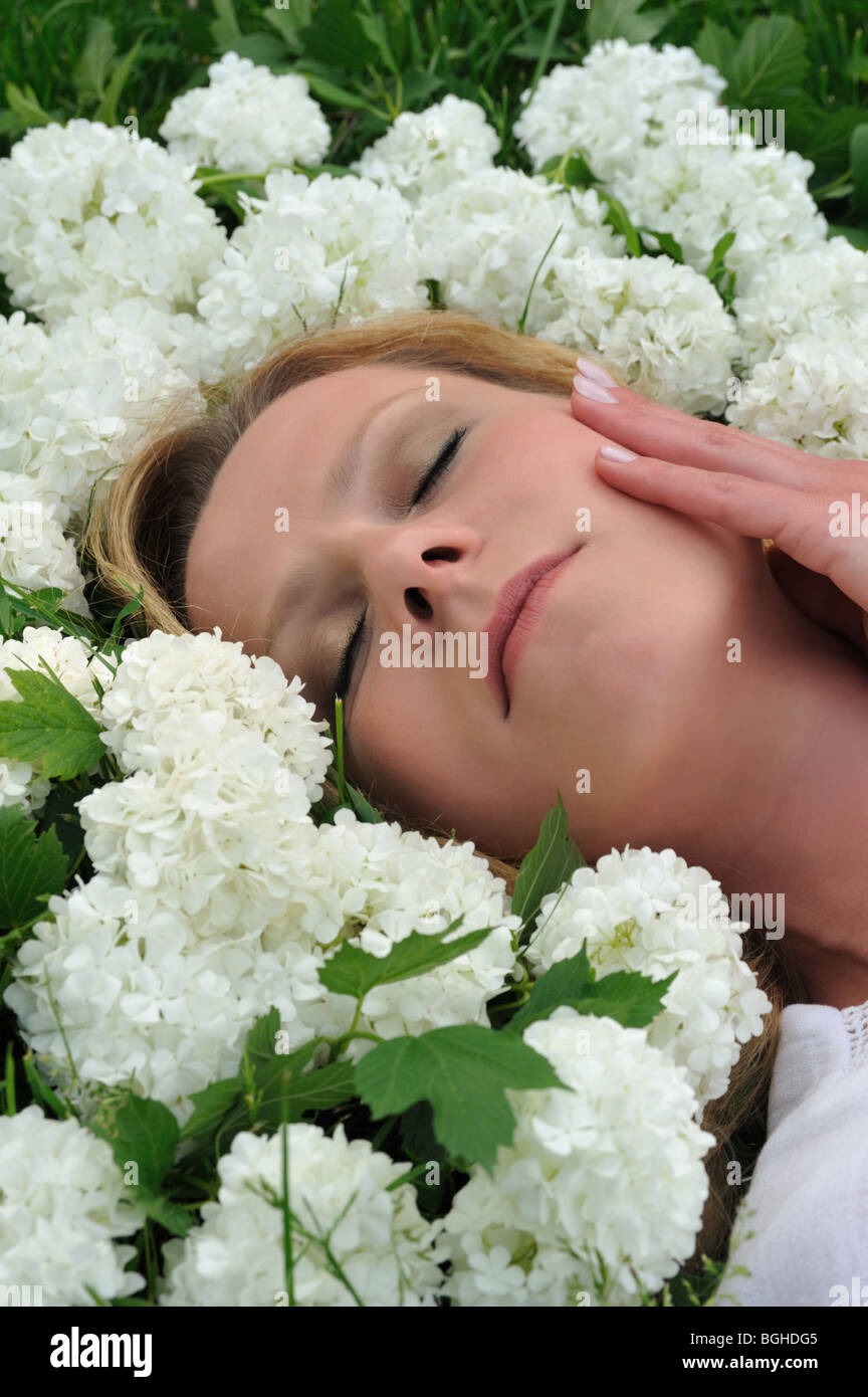 Flowers viburnum viburnum opulus on hi-res stock photography and images ...