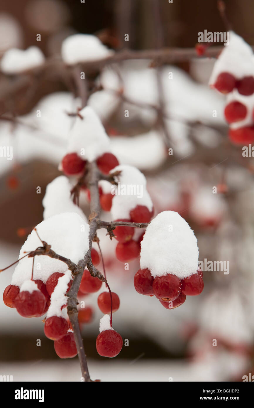Detroit, Michigan - A crab apple tree with snow in winter Stock Photo ...