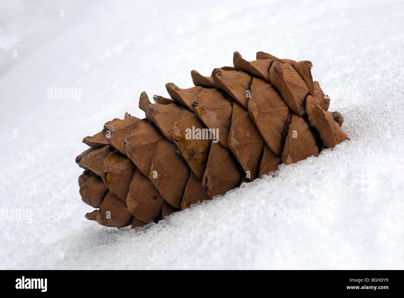 Cone pinus cedar snow winter hi-res stock photography and images - Alamy