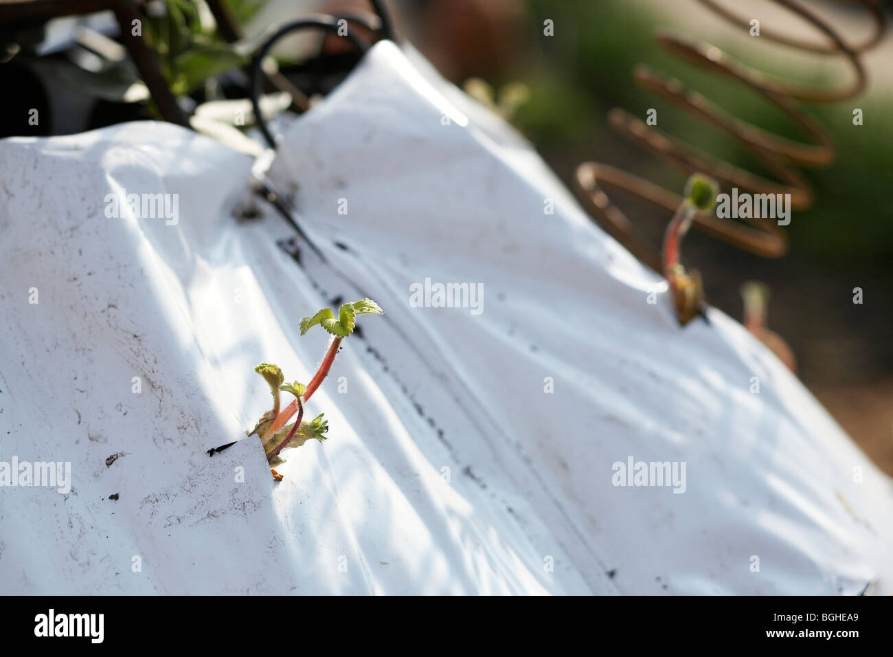 Lisa Cheung. Contemporary Art. UK Stock Photo - Alamy