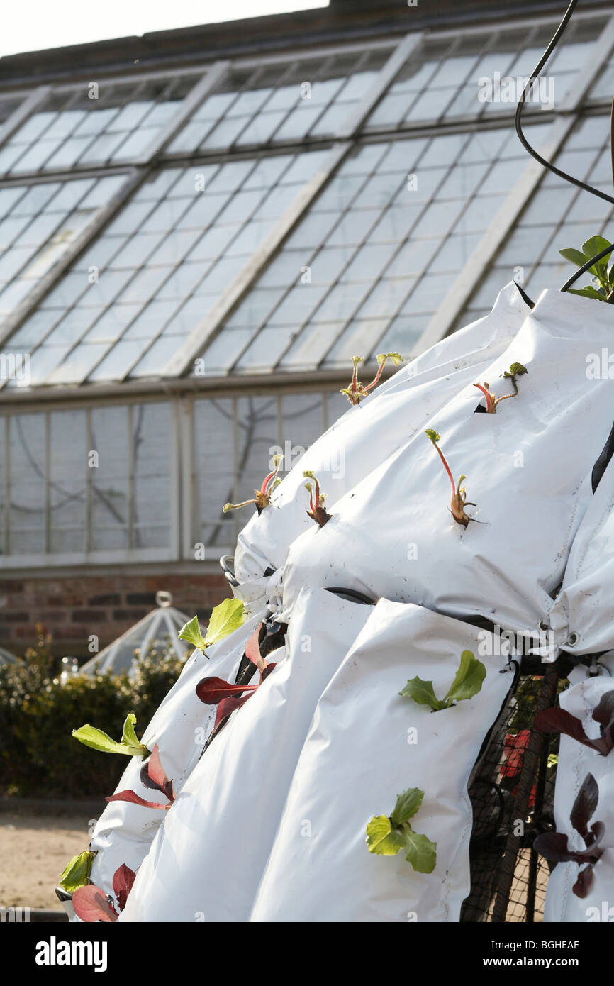 Lisa Cheung. Contemporary Art . UK Stock Photo - Alamy