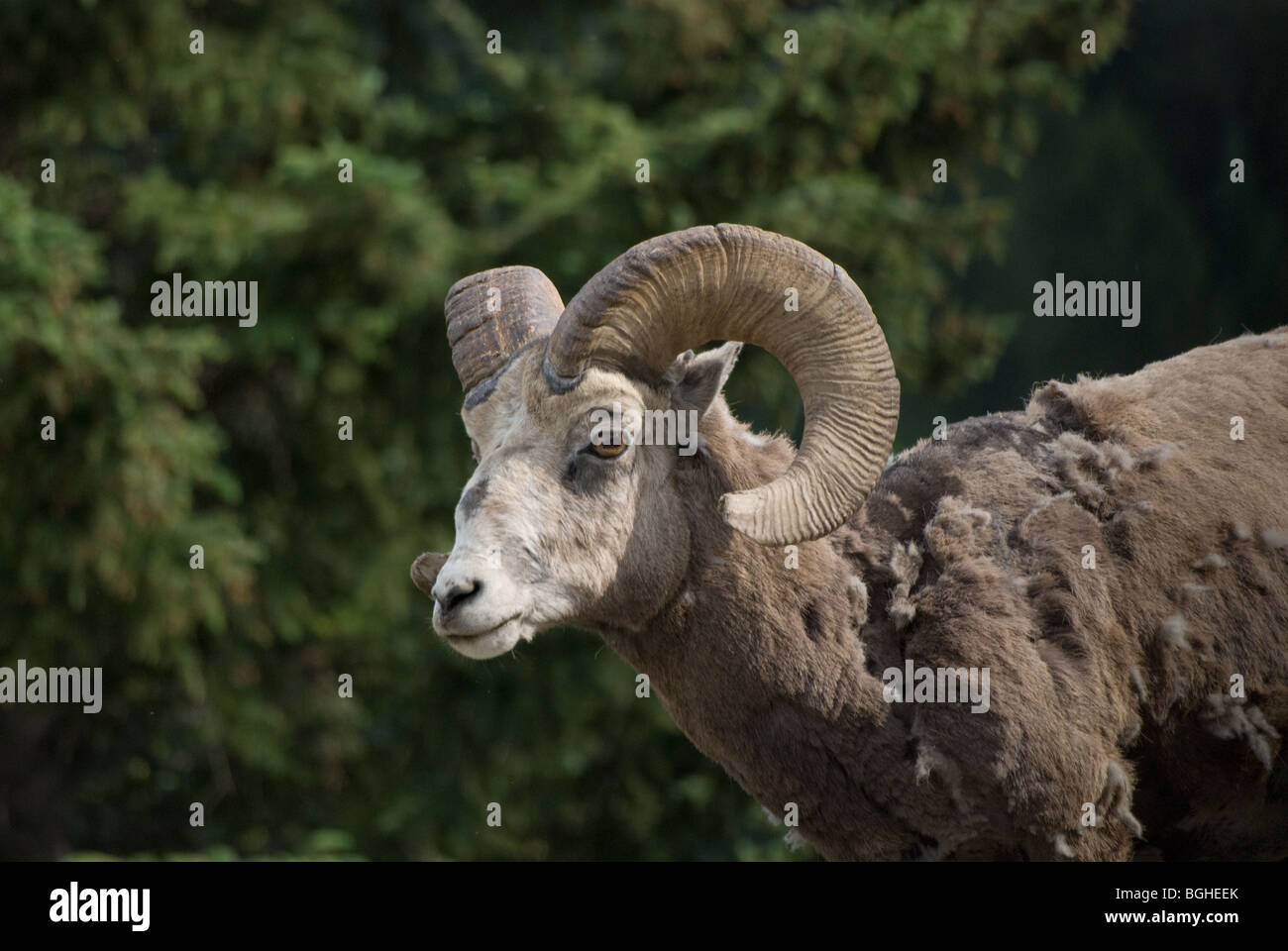 Horn sheep hi-res stock photography and images - Alamy