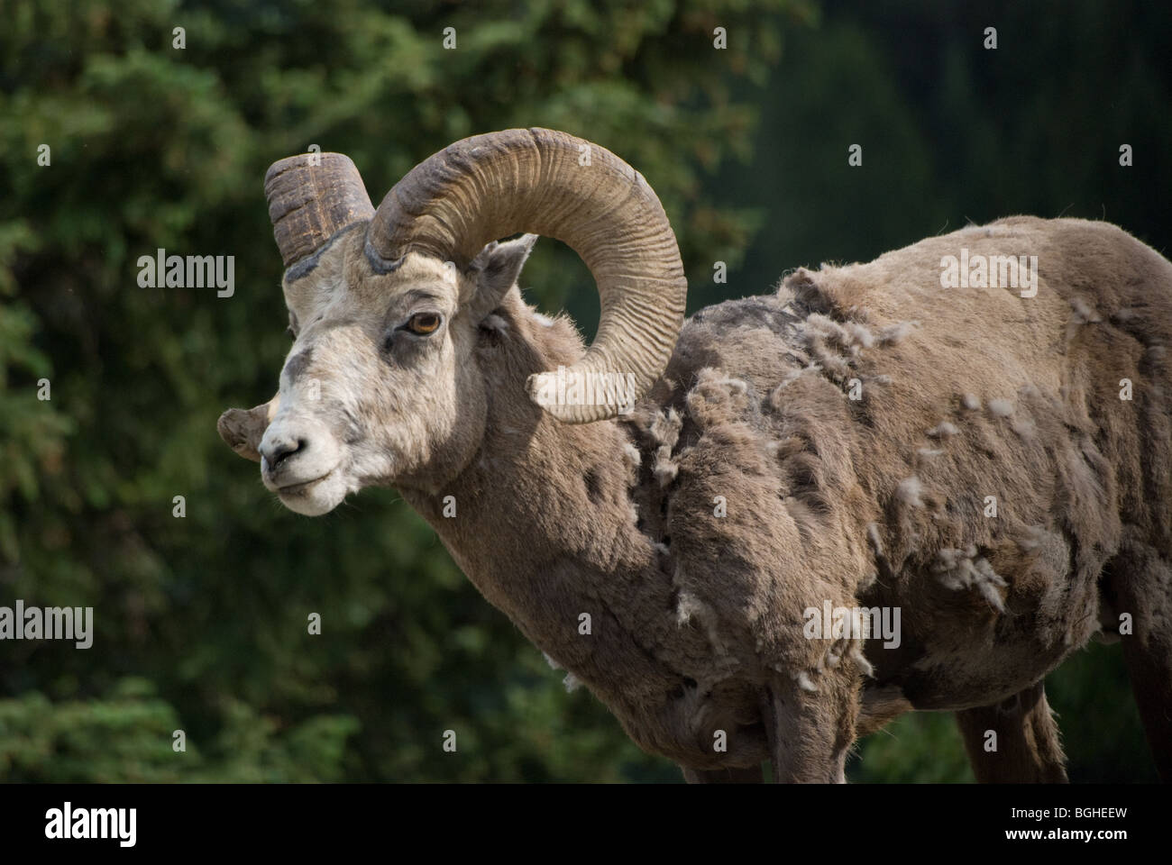 Horn sheep hi-res stock photography and images - Alamy