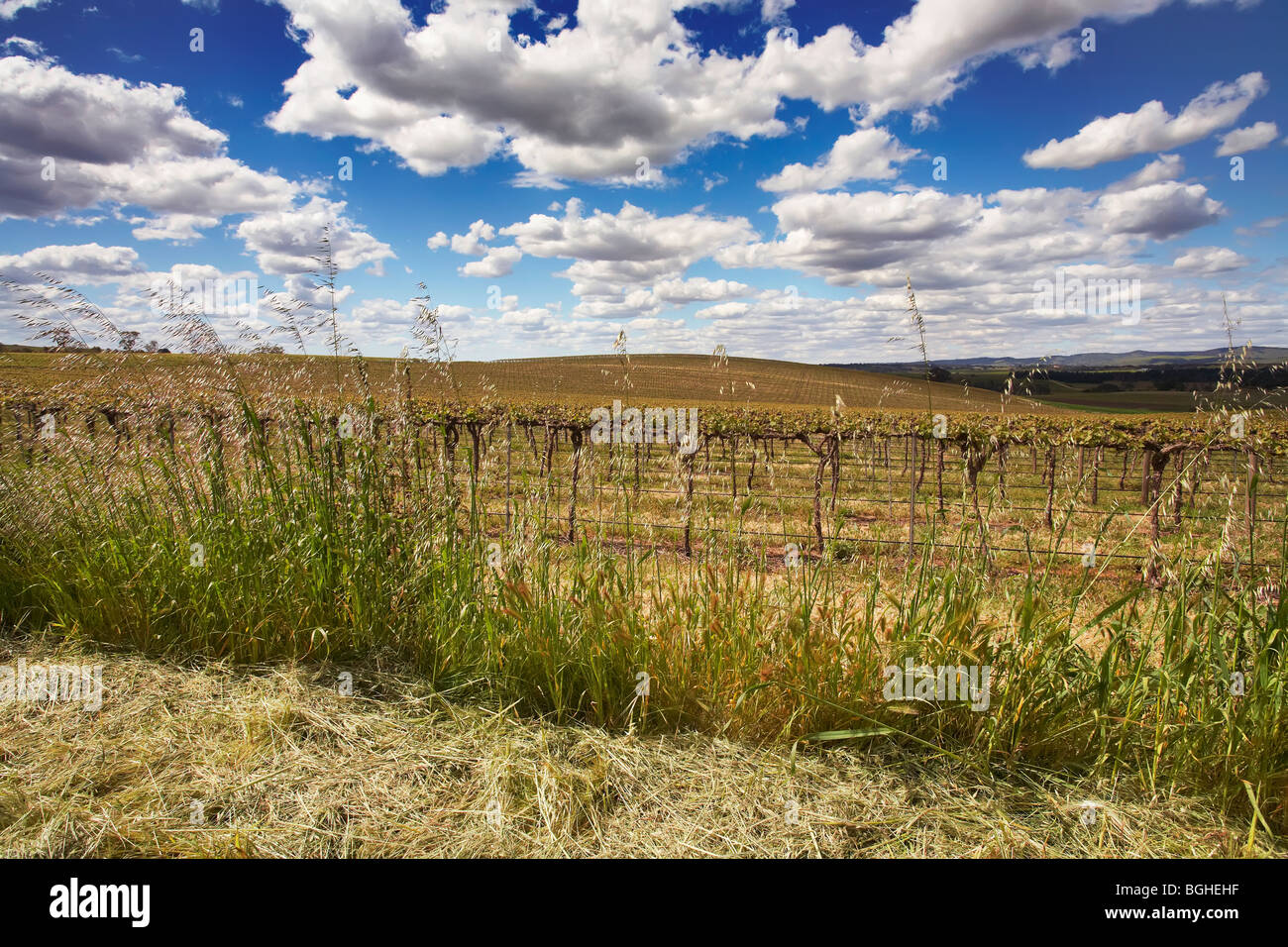 Barossa Valley Wine Region South Australia Stock Photo - Alamy