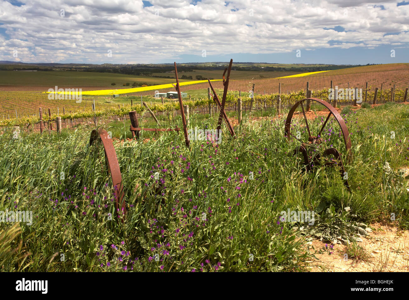 Grape vines barossa valley hi-res stock photography and images - Alamy