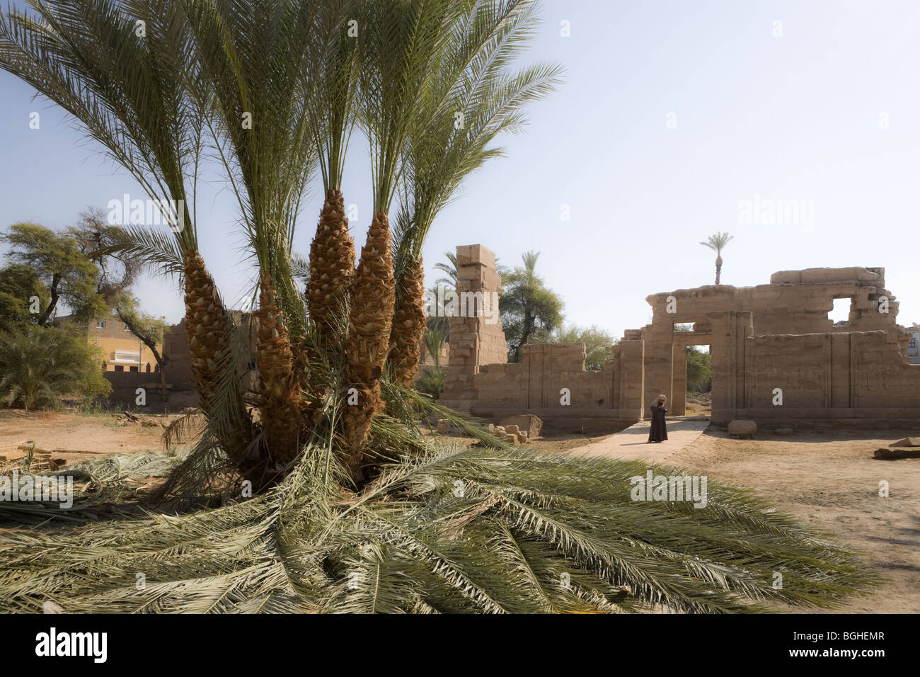 Trimmed palm trees at the Temple of Montu at Tod, Nile Valley, south of ...