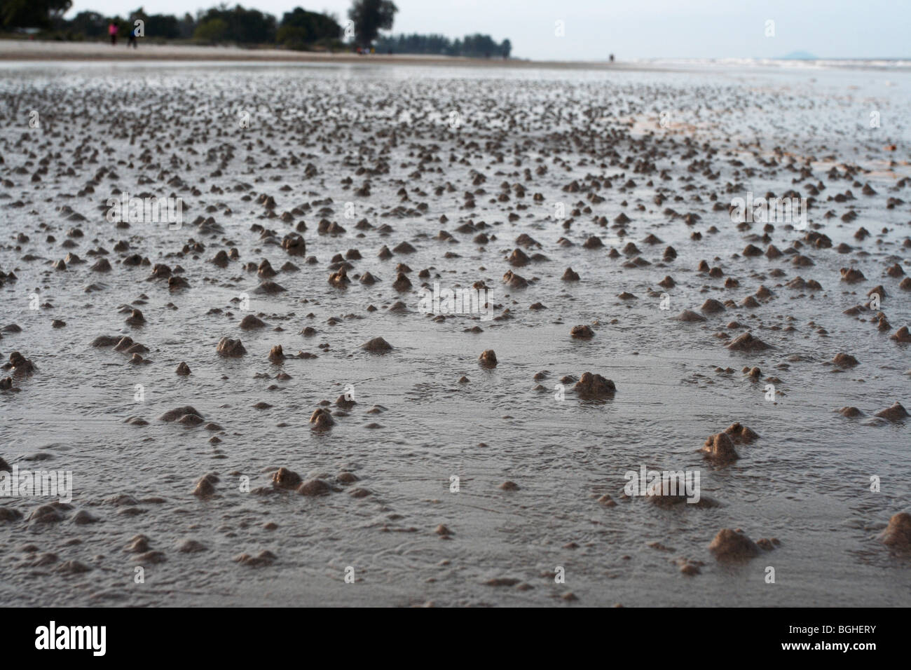Lugworm cast on the beach in Terengganu, Malaysia Stock Photo - Alamy