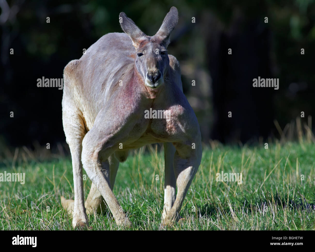 Male Gray Kangaroo Stock Photo - Alamy