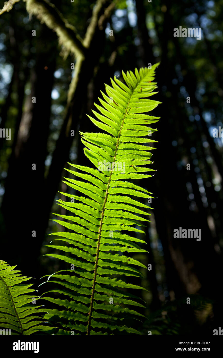 Backlit fern leaves hi-res stock photography and images - Alamy