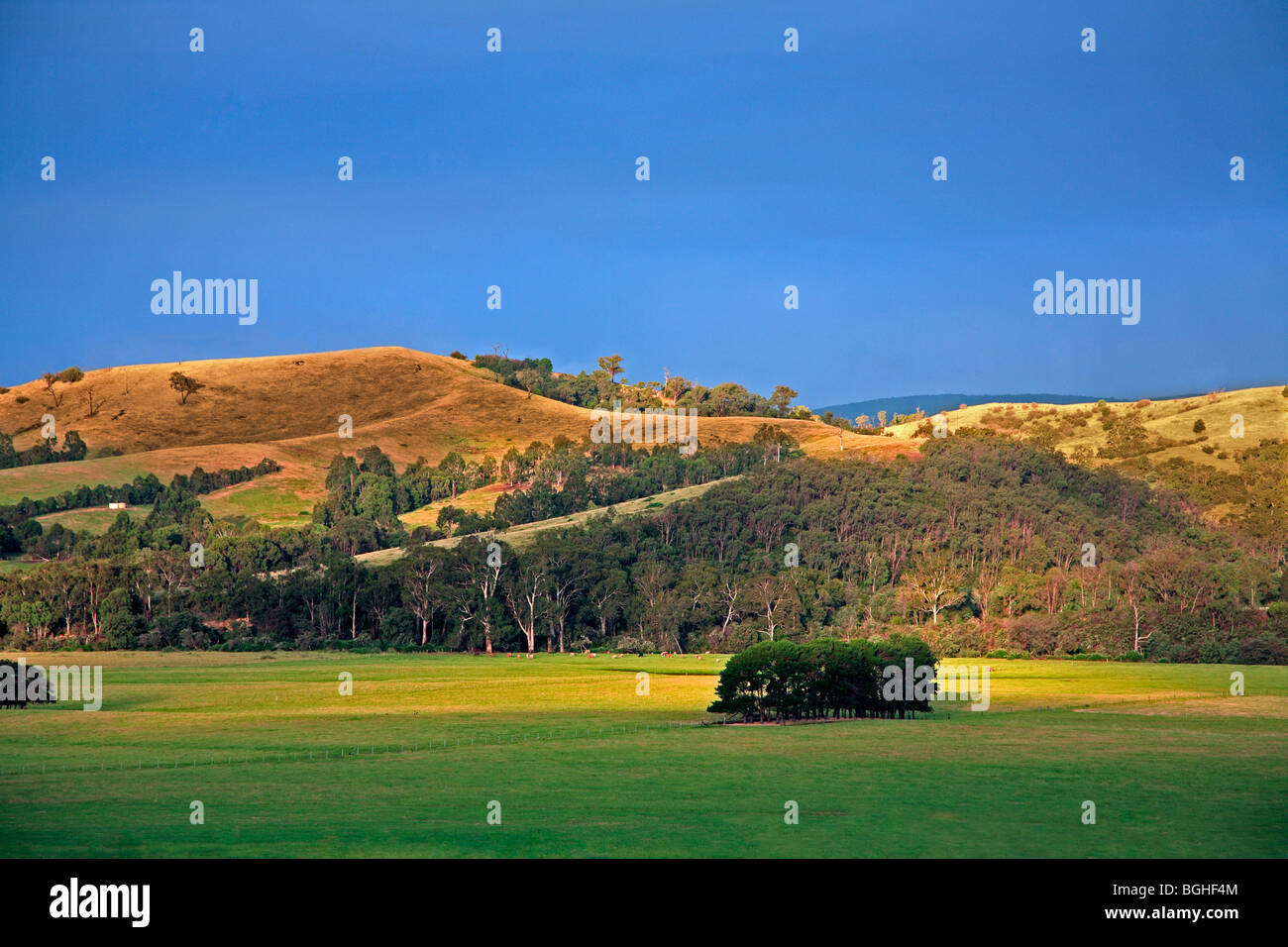 Landscape Dandenong Ranges Victoria Australia Stock Photo - Alamy