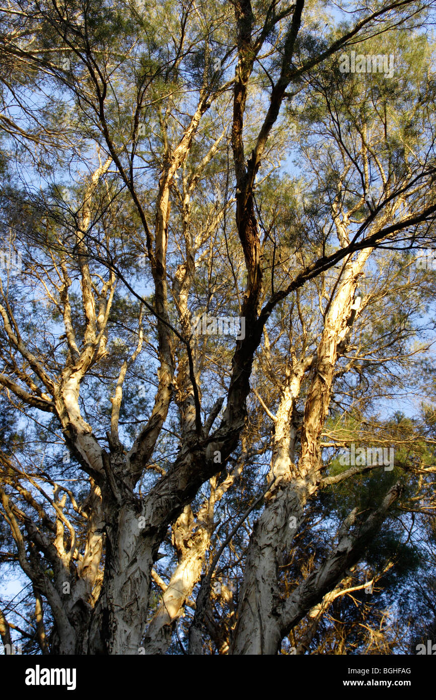 Western australia river paperbark hi-res stock photography and images ...