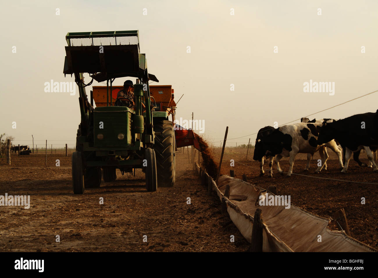 Cows farmer tractor hi-res stock photography and images - Alamy