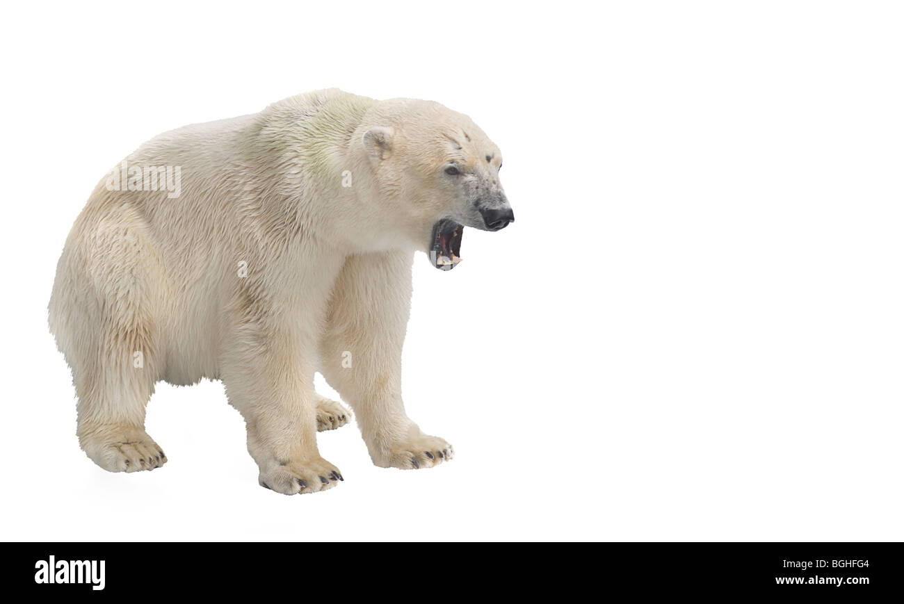 Roaring Polar Bear
