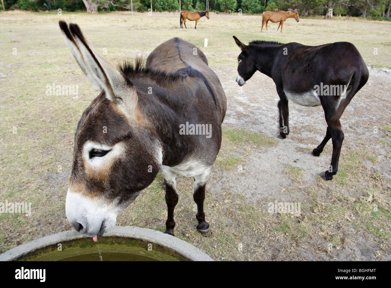 Donkey at water hi-res stock photography and images - Alamy