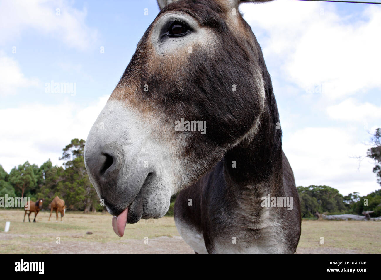 Tonque Out High Resolution Stock Photography and Images - Alamy