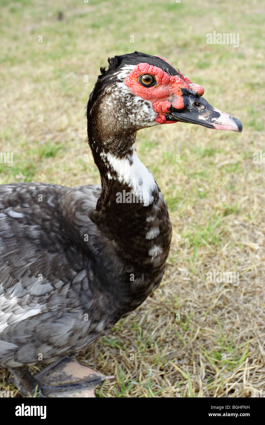 Duck eye close up hi-res stock photography and images - Alamy