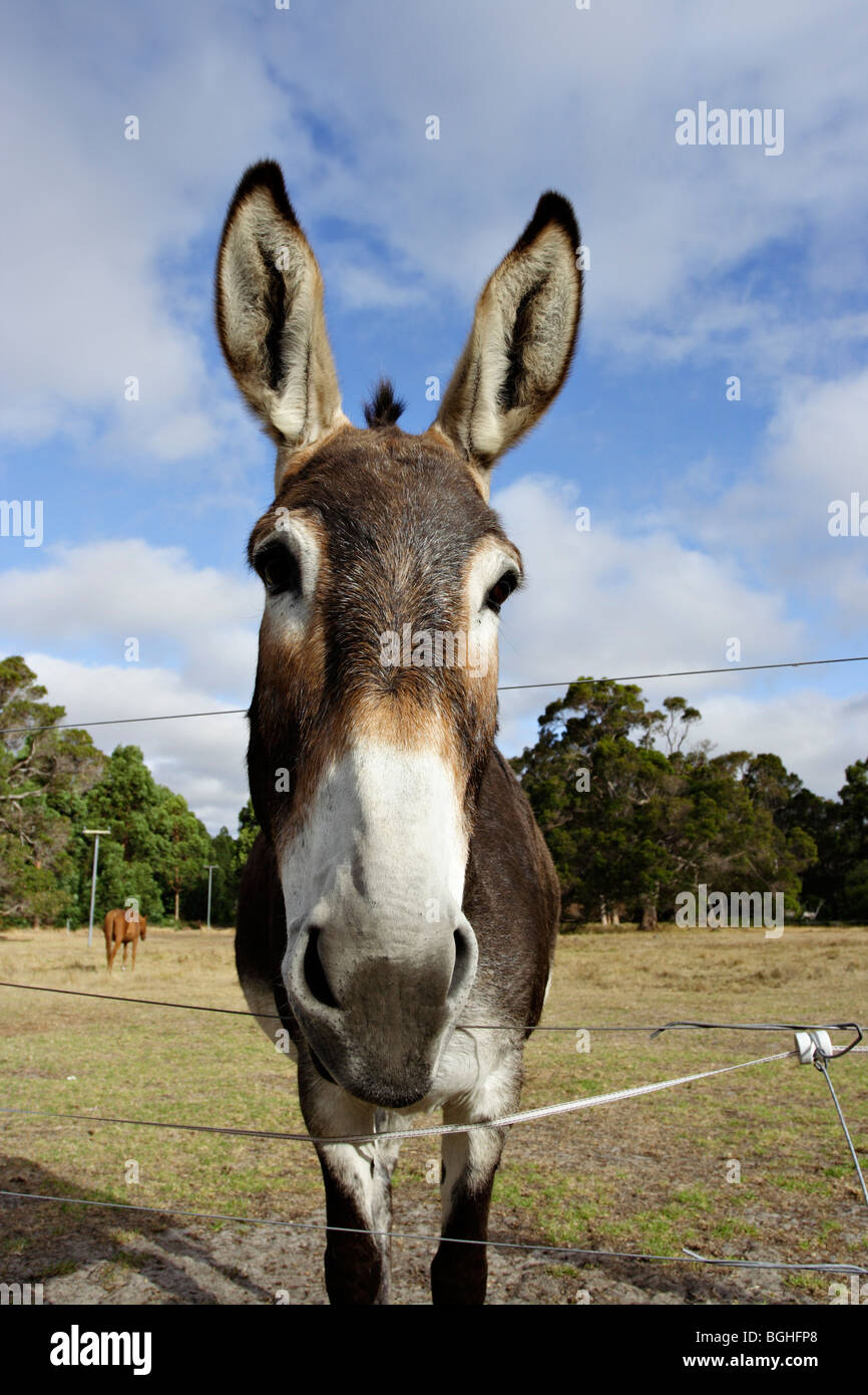 A donkey behind passive electric fence at Margaret River in Western ...