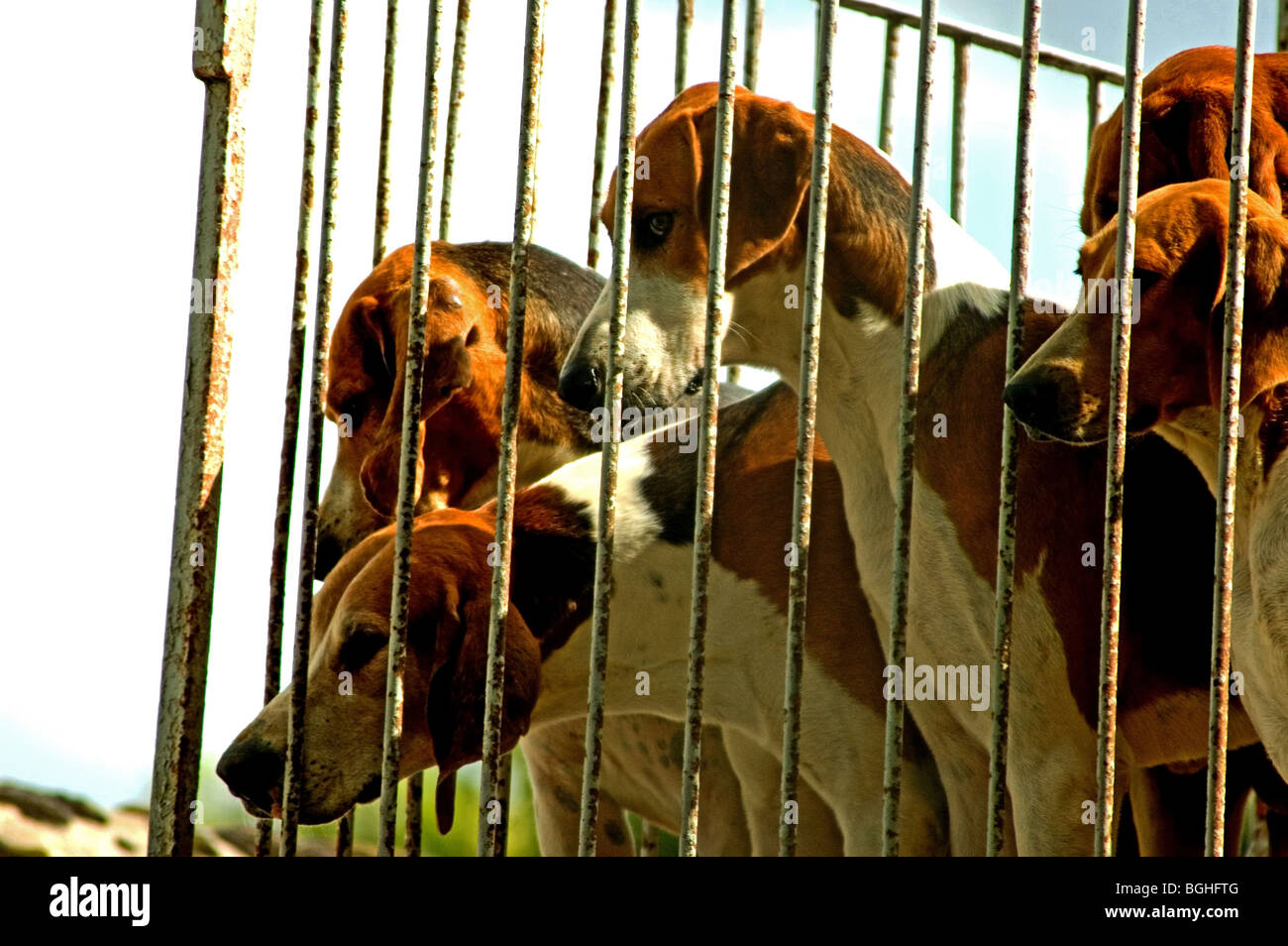 Cross fox hunting hi-res stock photography and images - Alamy