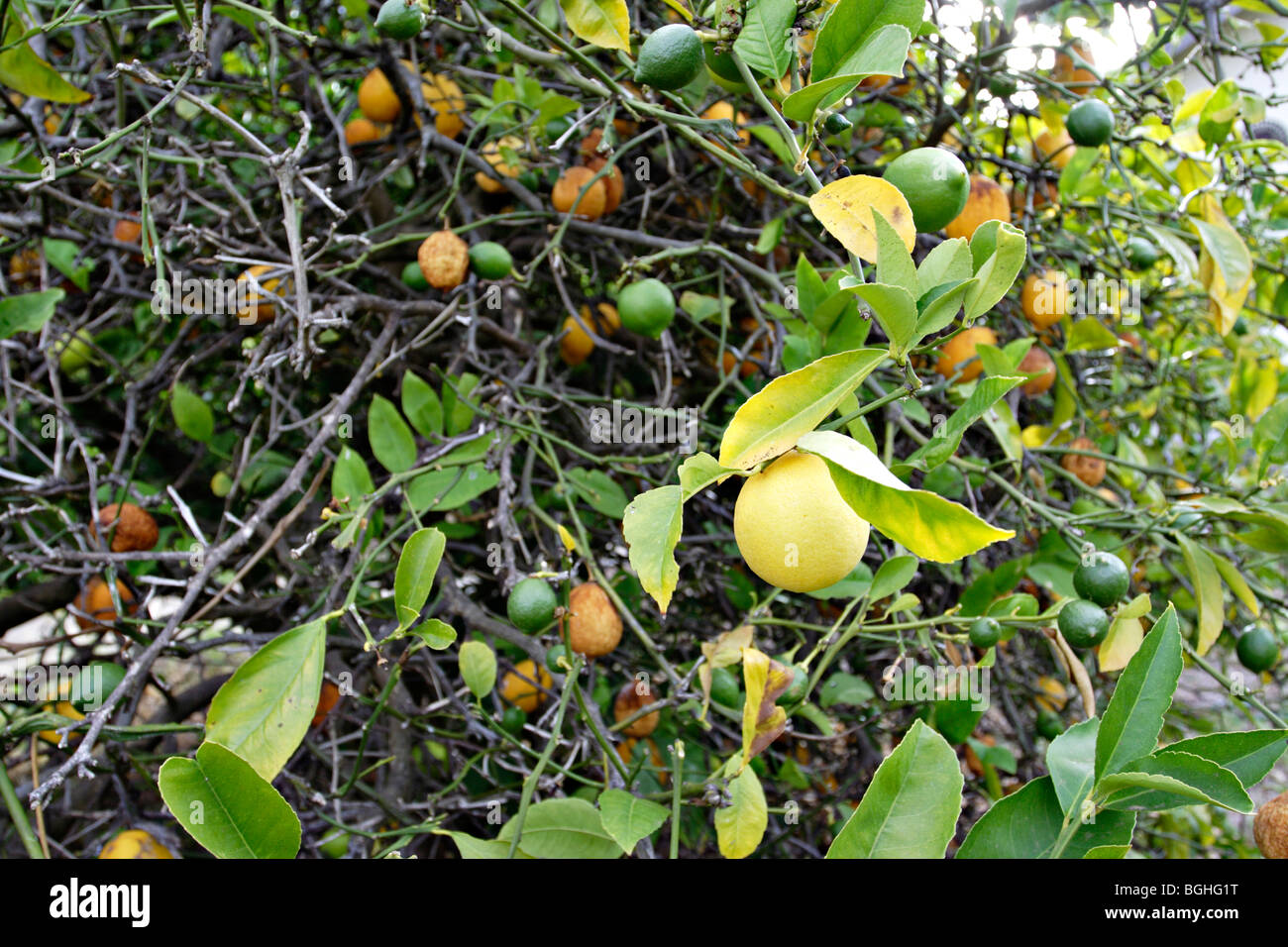 Lime tree in Western Australia Stock Photo - Alamy