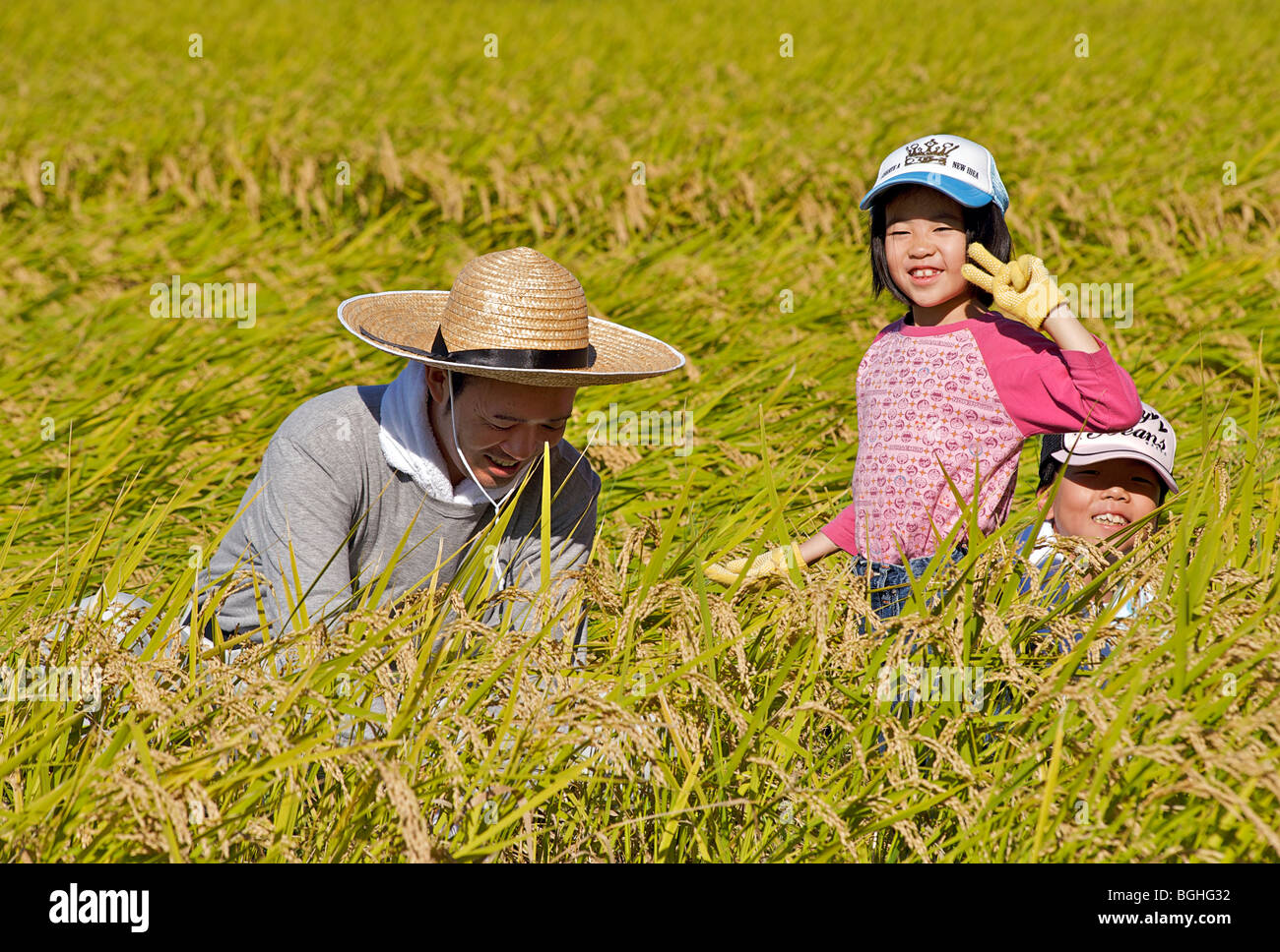 Collecting rice from a paddy field, Nara prefecture, Japan Stock Photo ...