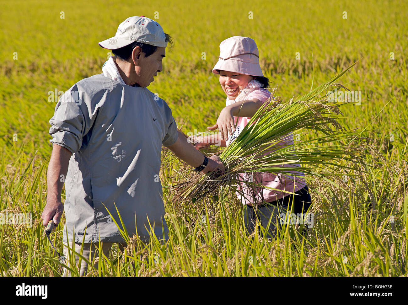 Collecting rice from a paddy field, Nara prefecture, Japan Stock Photo ...