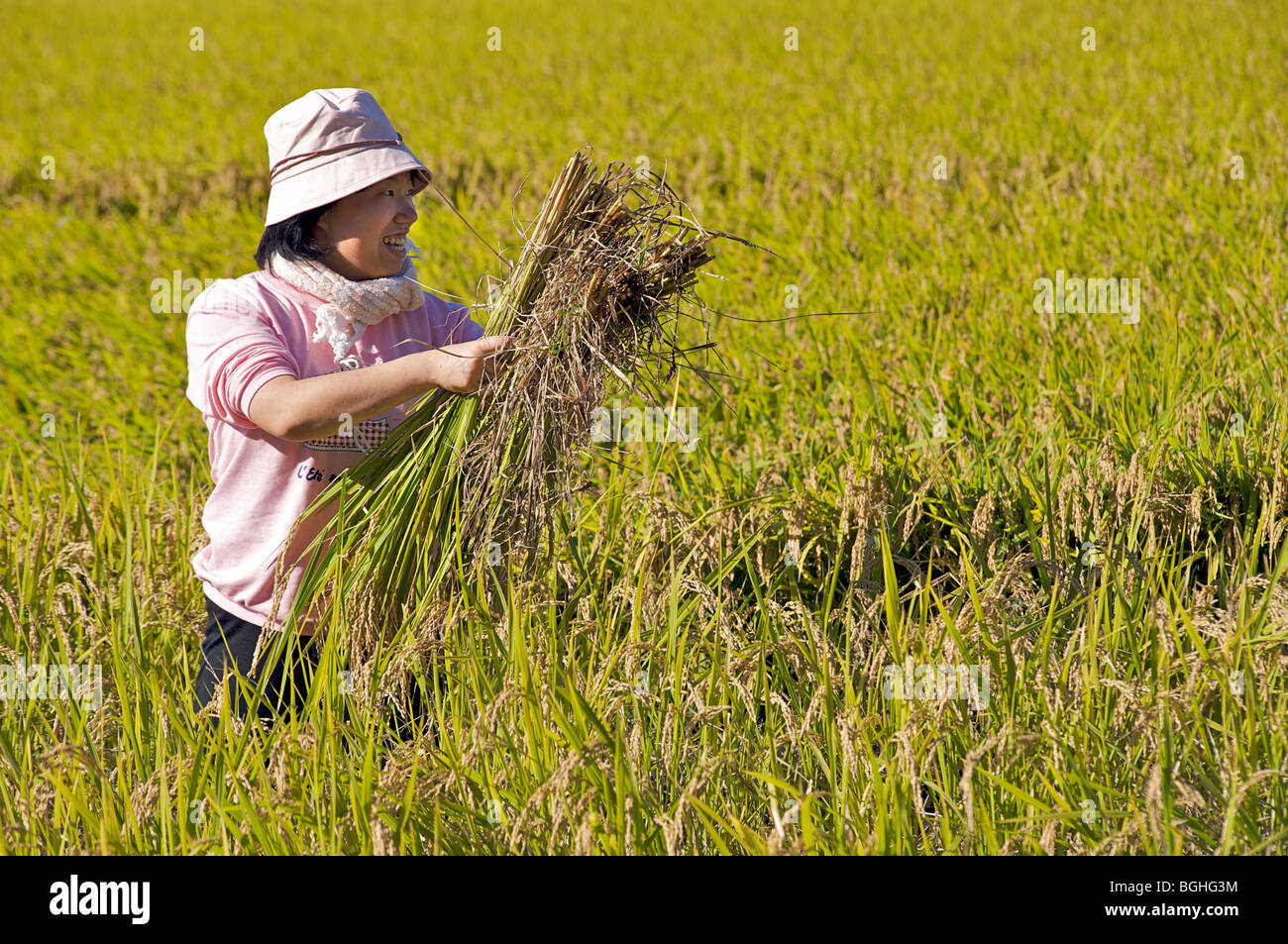 Collecting rice in a paddy field. Rice agriculture, Nara prefecture ...