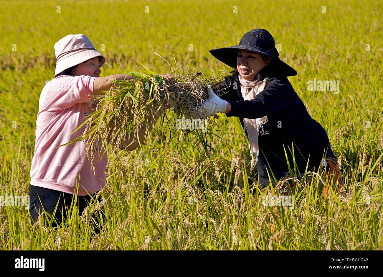 Rice growing japan hi-res stock photography and images - Alamy