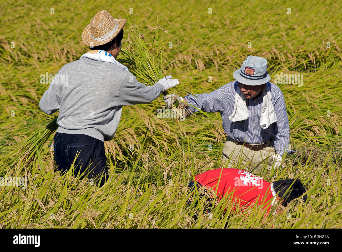 Collecting rice from a paddy field, Nara prefecture, Japan Stock Photo ...