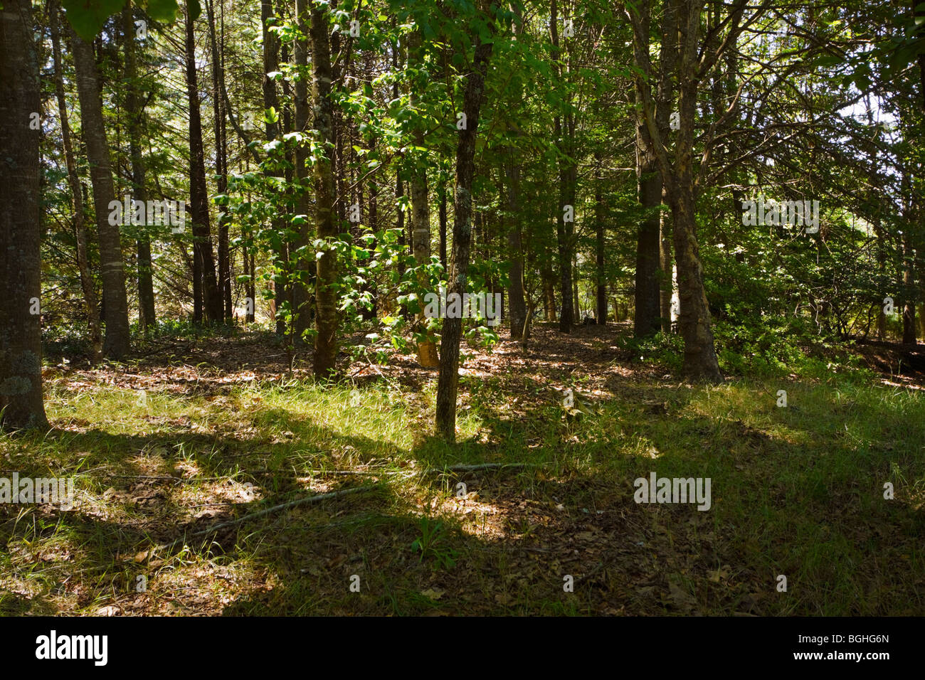 Dappled surface hi-res stock photography and images - Alamy