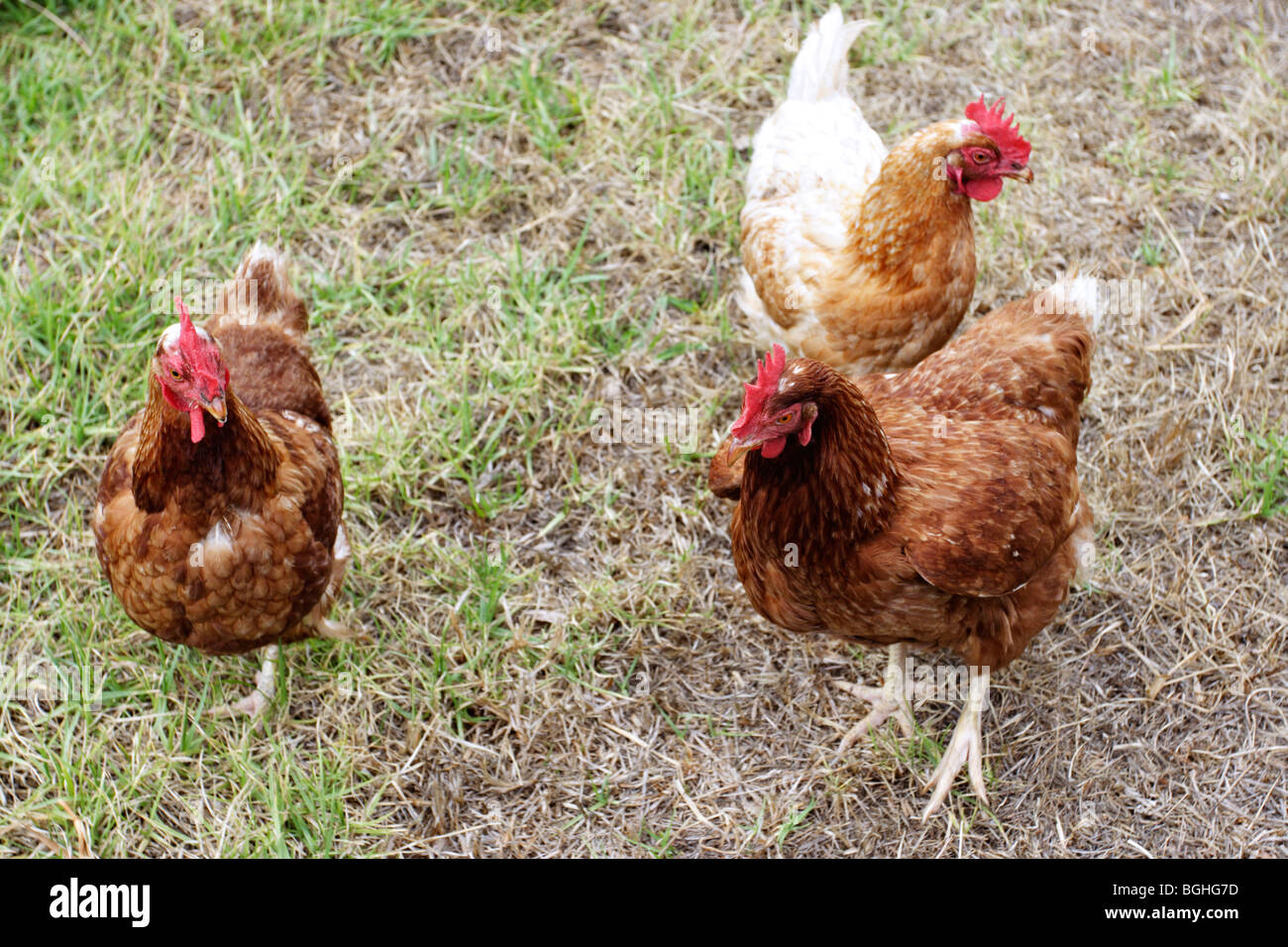 Chicken fowl hi-res stock photography and images - Alamy