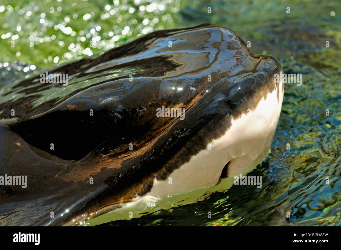 Bat ray in the Sea World in San Diego in USA Stock Photo - Alamy