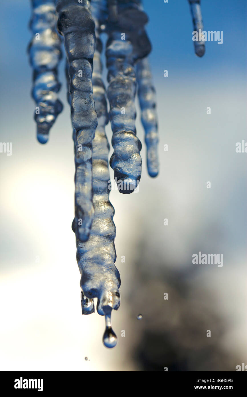 Drops water dripping from icicles hi-res stock photography and images ...