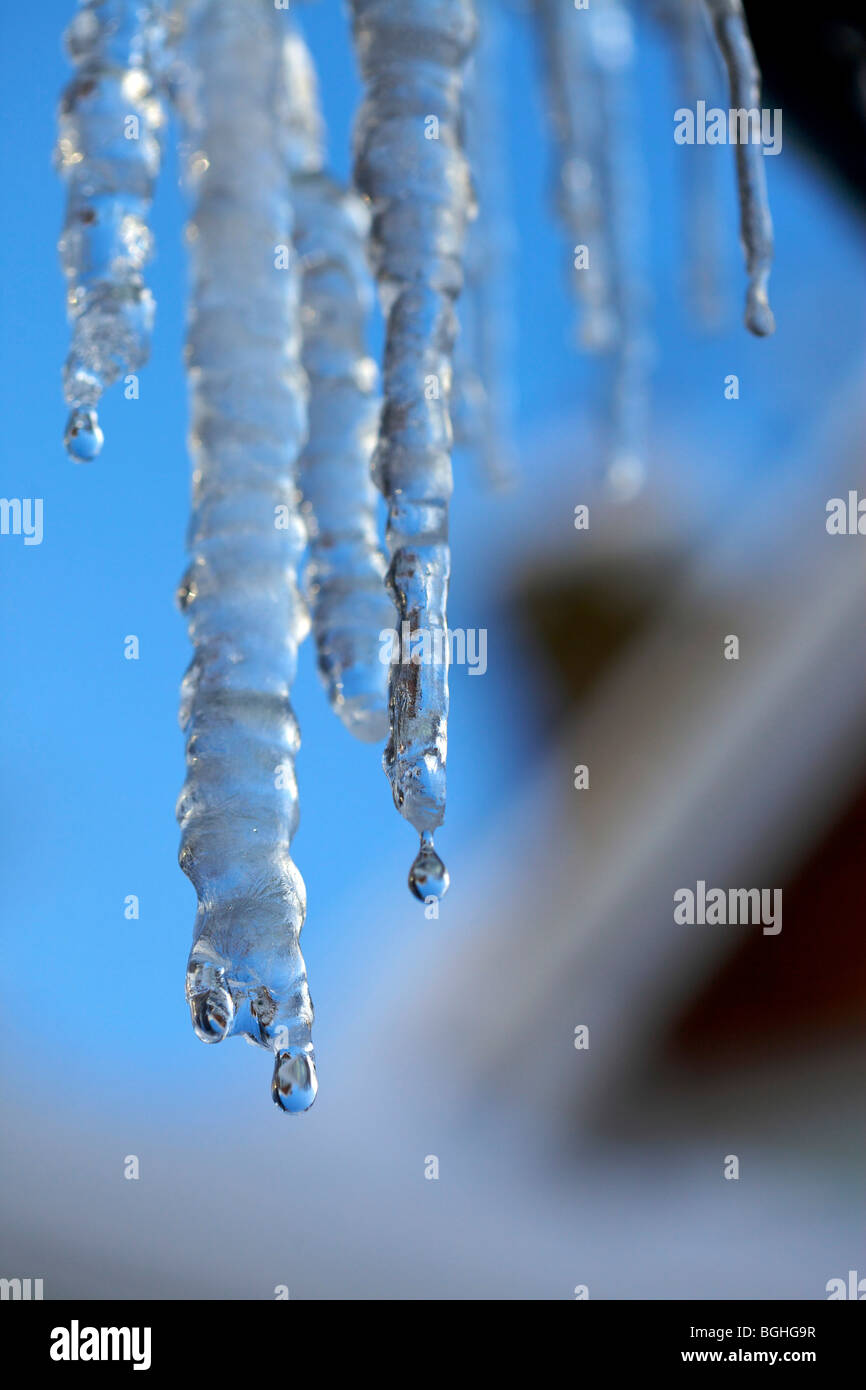 Icicles with drops of water falling from them in a thaw Stock Photo - Alamy
